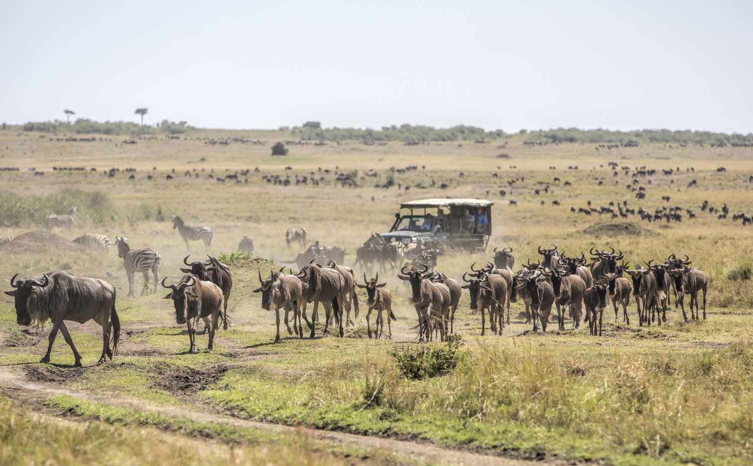 Discover The Wonders Of Maasai Mara On A Thrilling Safari
